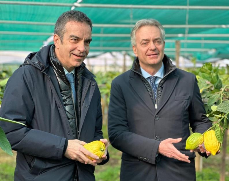 Dopo 30 anni, il cedro calabrese ha il marchio Dop