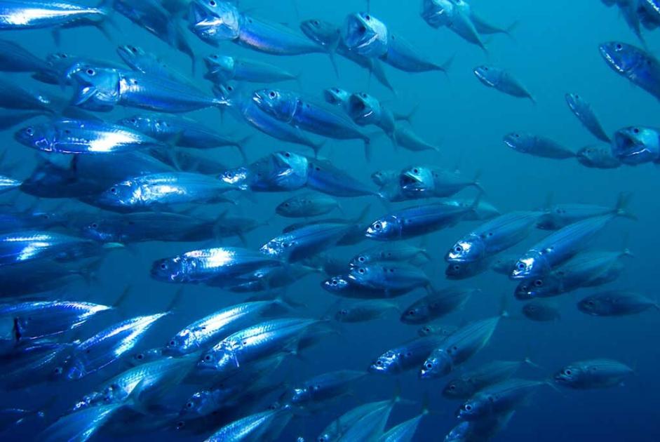 A Nicotera l'evento "La Tradizione del Mare: il Pesce Azzurro di Calabria"